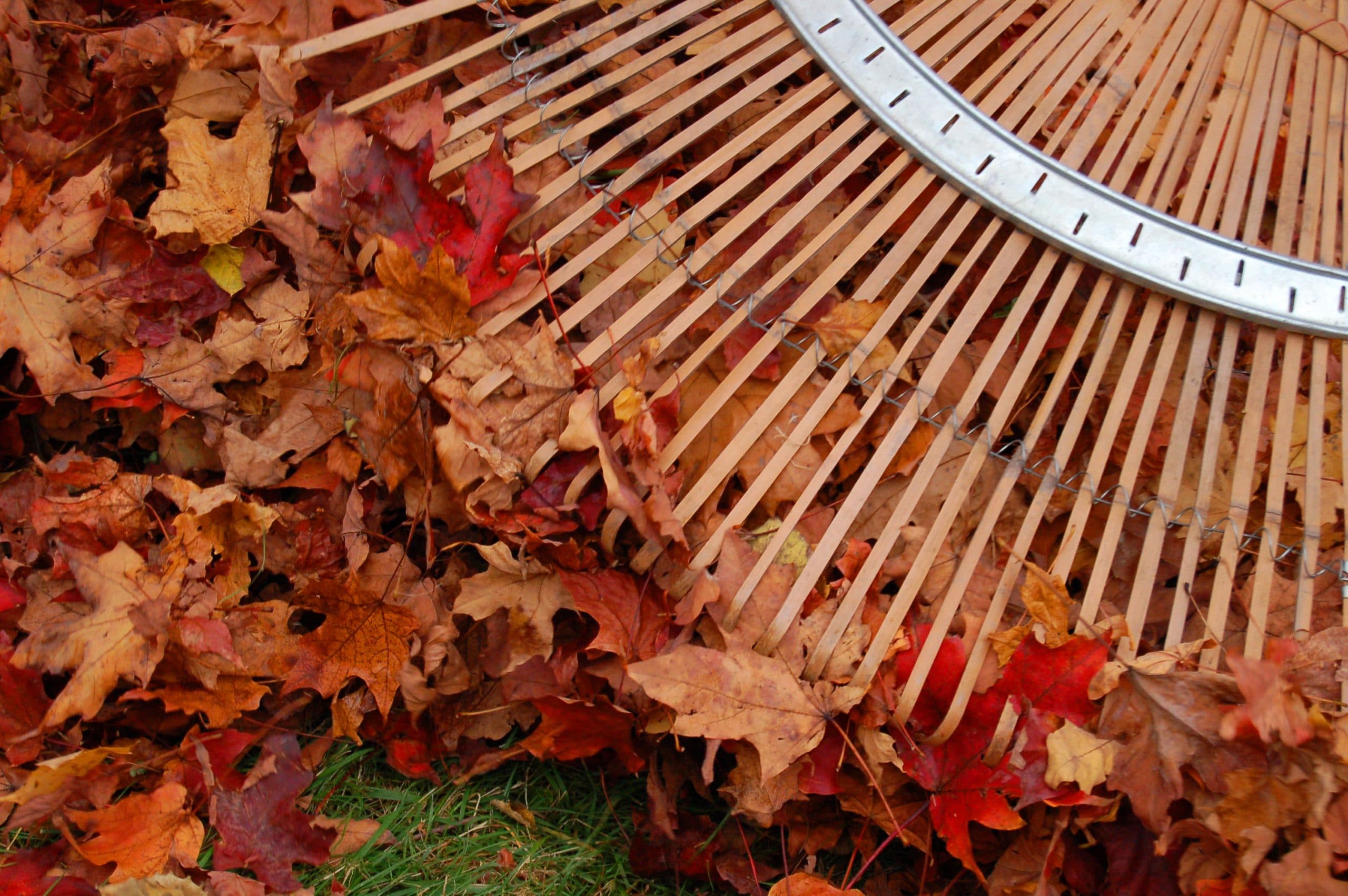 AGS One | Case Studies | Falling Leaves On The Track